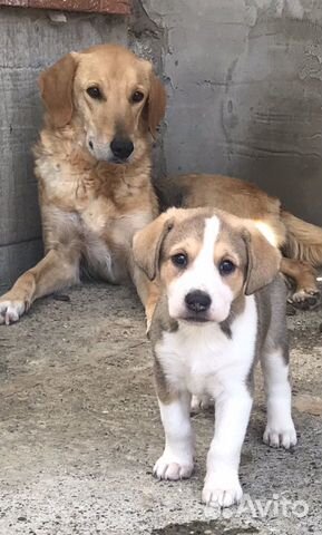 Русская борзая