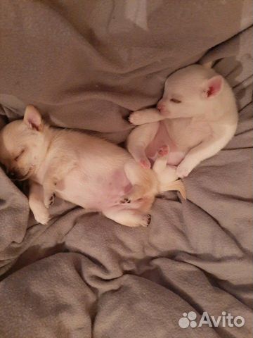 Щенки чихуа-шпиц(метисы)