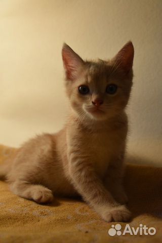 Котенок в добрые руки