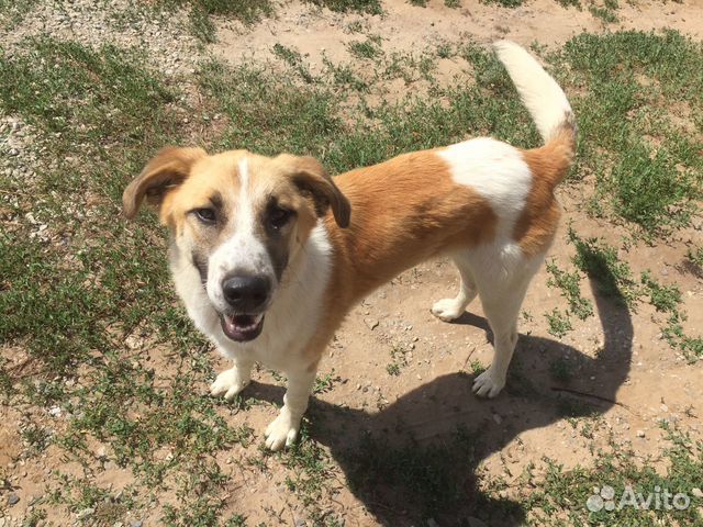 Найден очень ласковый, преданный пёс