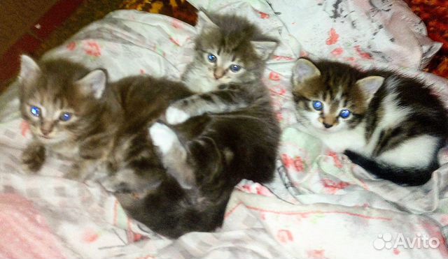 Необычные котейки