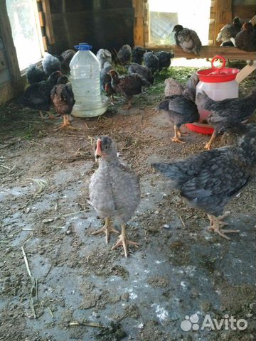 Петушки доминант