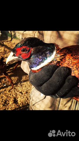 Фазан Охотничий