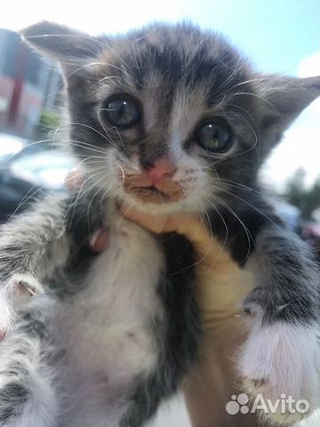 Котята - счастье вашему дому