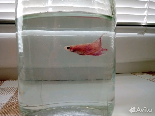 Рыбка Петушок (девочка)