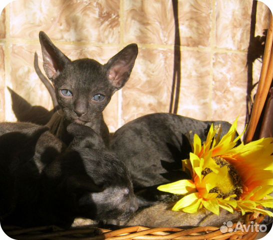 Беленькие и черненькие