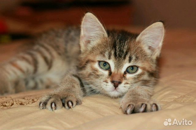 Котята, 1.5 месяца в добрые руки