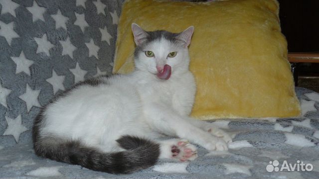 Котик Гаврюша