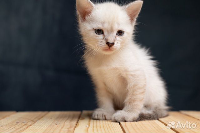 Тайский котенок, девочка, 1 мес