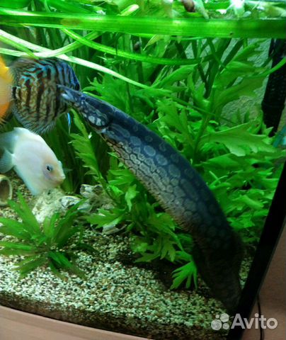 Угорь Мастацембел арматус или панцирный(лат. Masta