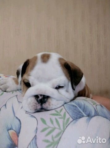 Прекрасные щеночки