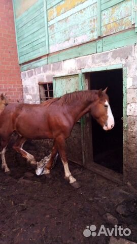 Продам лошадей