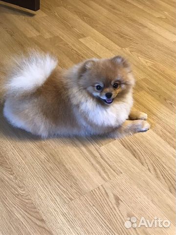 Шпиц померанский. Вязка