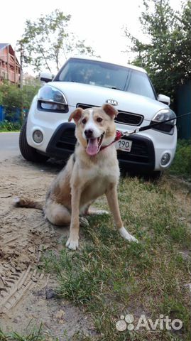 Собака ищет дом