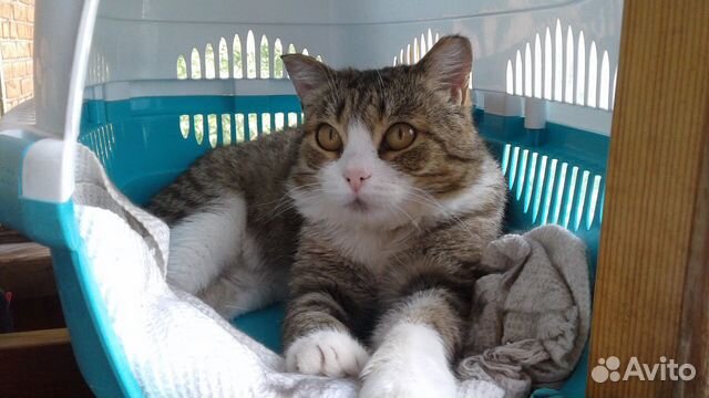 Отдам замечательно котика в хорошие руки