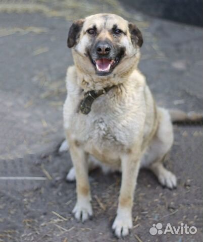 Добродушная пампушка Булка ищет дом