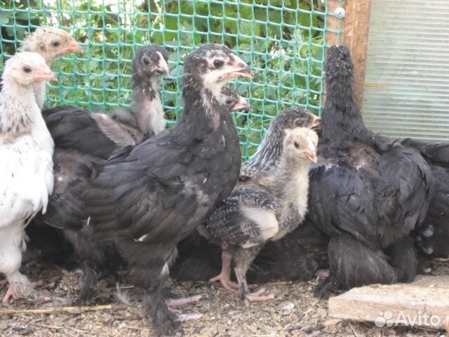 Подрощенные цыплята микс (разных пород и возраста)