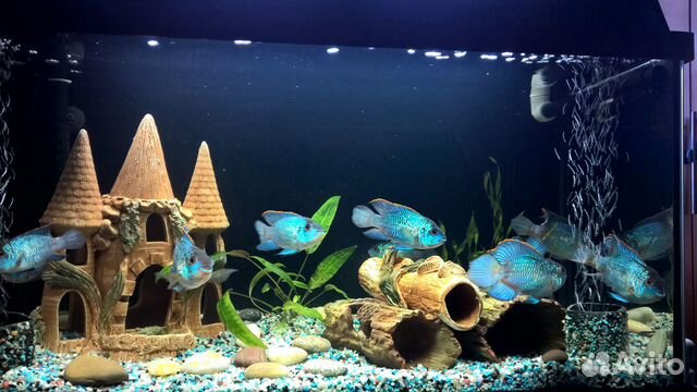 Наннакара неоновая (блю неон или электрик)