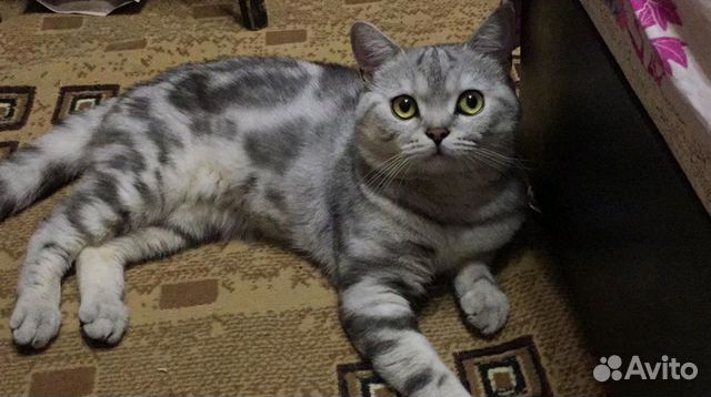 Британский Мраморный Скотиш Страйт