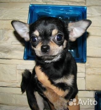 Чишка малышка Игрунка 3 мес