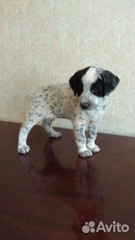 Щенки дратхаара и лайки