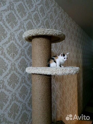 Котенок