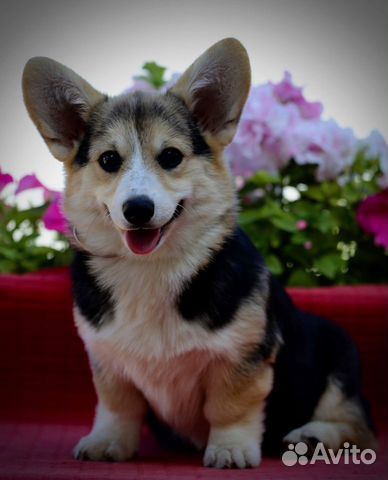 Вельш корги пемброк щенки