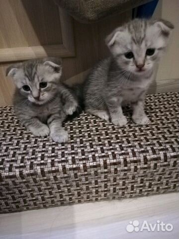 Британские вислоухие котята
