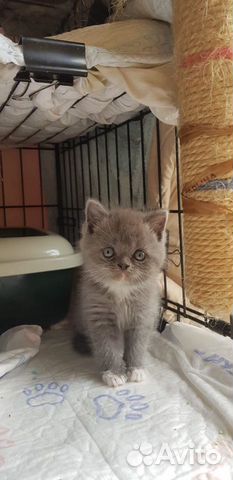 Котёнок девочка Перс экзот 1 мес в добрые руки