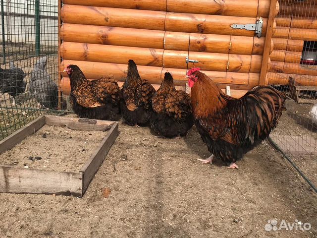 Куры, петухи, цыплята