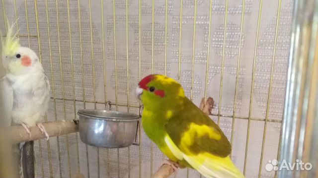 Какарик