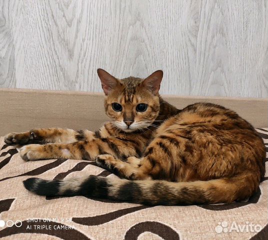 Бенджи 3г кот кастрат