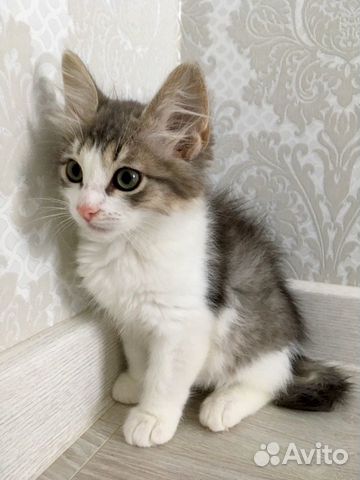 Котенок мальчик Серый с белым