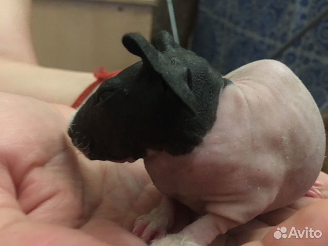 Морская свинка