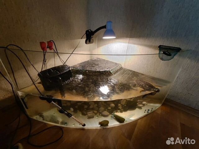 Черепахи с аквариумом 200л
