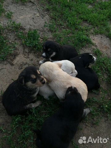 Отдадим щенков в хорошие руки