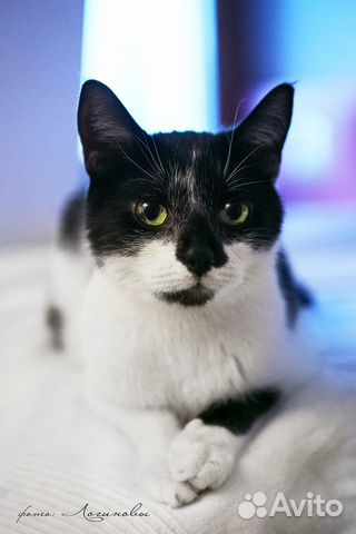 Нежный котик Оскар 1 год
