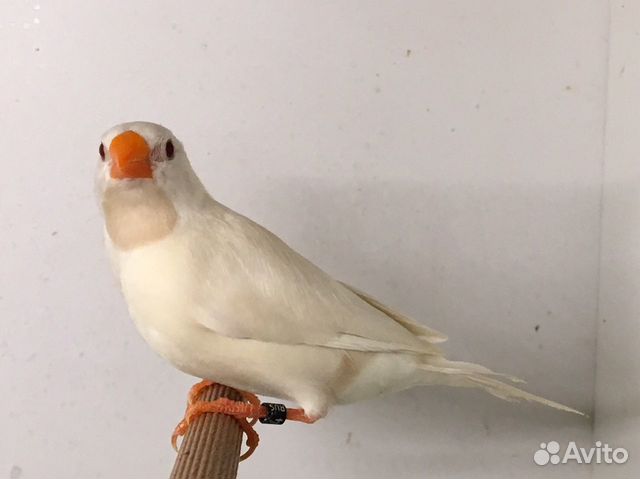 Амадина острохвостая самка кремино