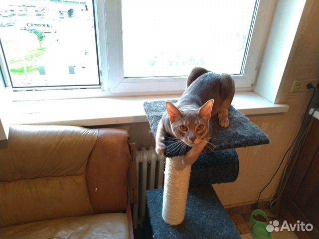 Кот абиссинец даром