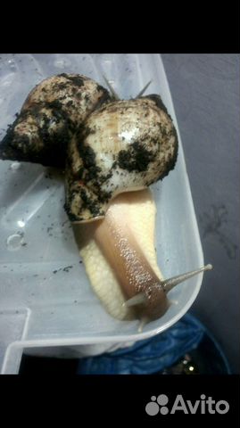 Ахатина ретикулята