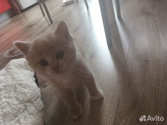 Маленькие британец в хорошую семью
