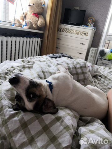 Джек Рассел Терьер