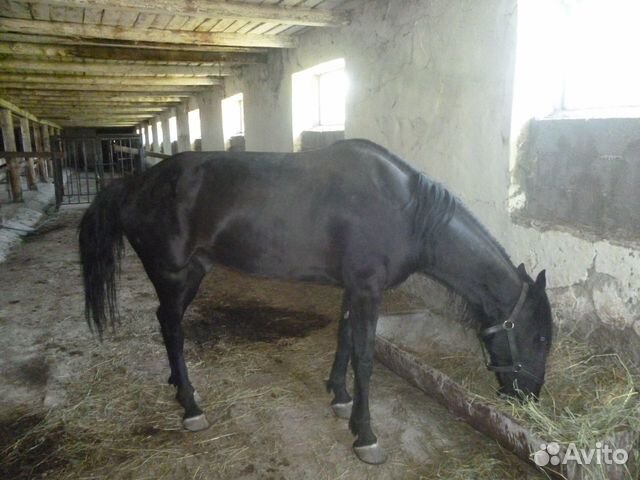 Продаётся мерен