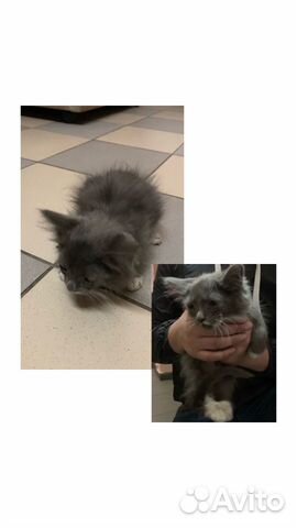 Котёнок ищет дом