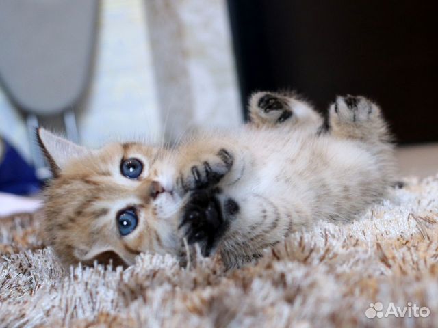 Элитный котик страйт золотого окраса