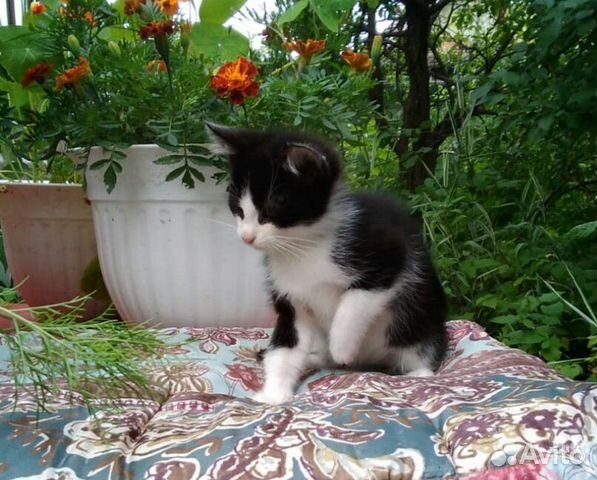 Котята мальчик и девочка близнецы