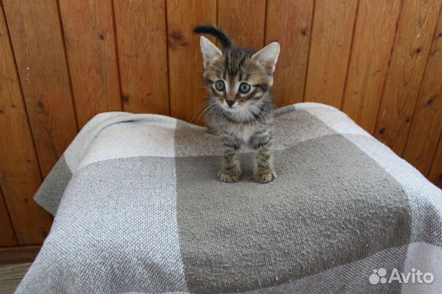 Котёнок-тигрёнок в надёжные руки