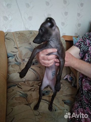 Продаются щенки Левретки