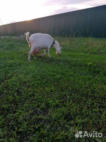 Коза дойная первокотная
