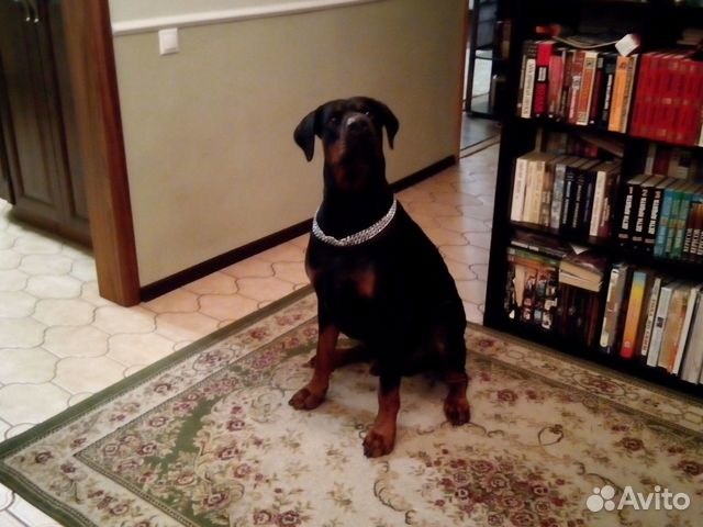 Кобель доберман для вязки
